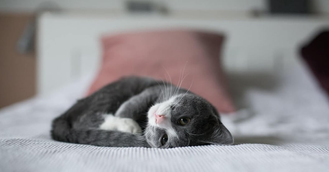 20 Amazing Cat & Dog Quiz Questions (and Answers)