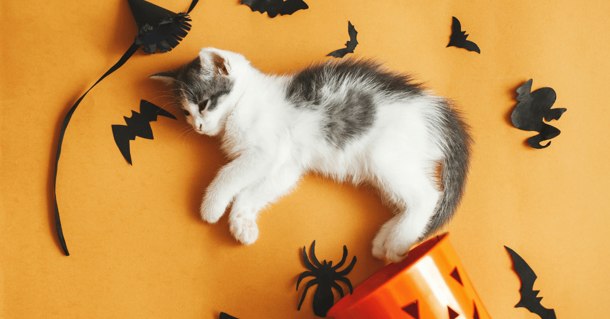 Autumn Tips for Pet Guardians