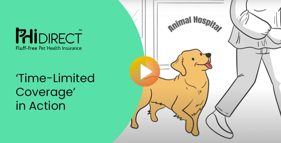 Examples How 'New-Condition Coverage' Pet Insurance Works | PHI Direct