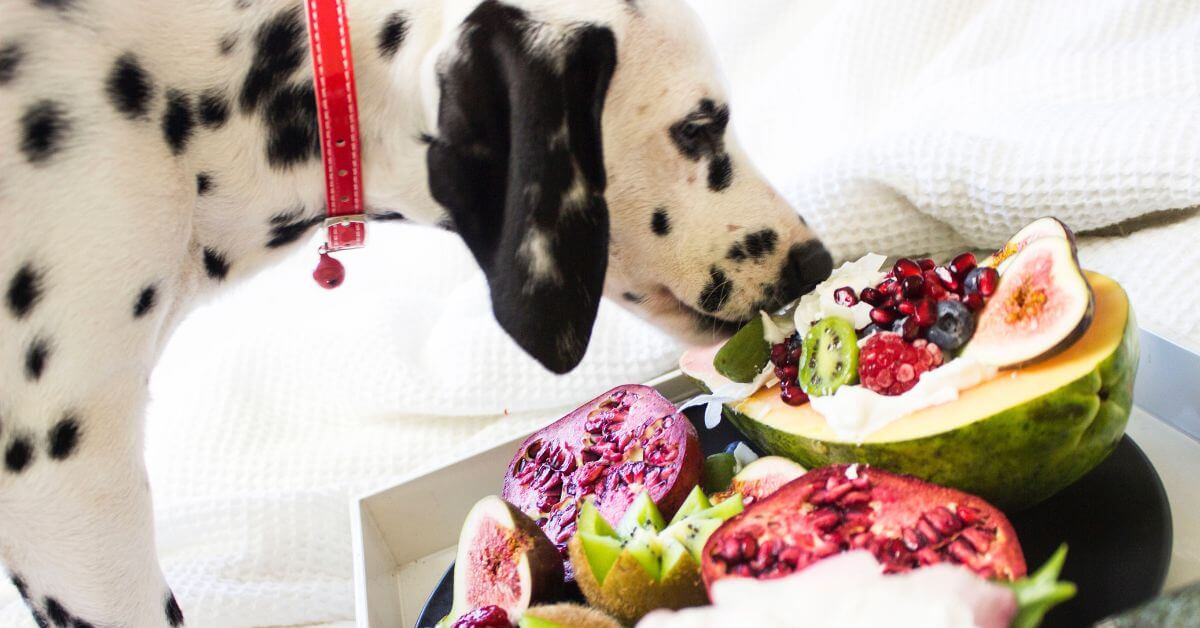 Can Dogs Eat Blueberries? Everything to Know
