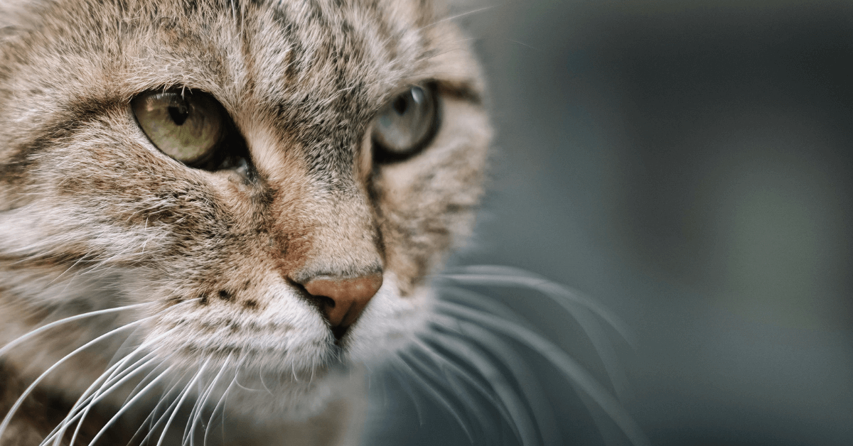 Do Cat Whiskers Grow Back? - What You Need to Know