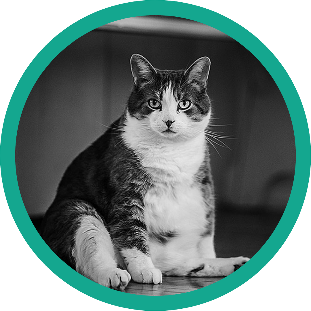 Examples of How 'New-Condition Coverage' Pet Insurance Works | PHI Direct